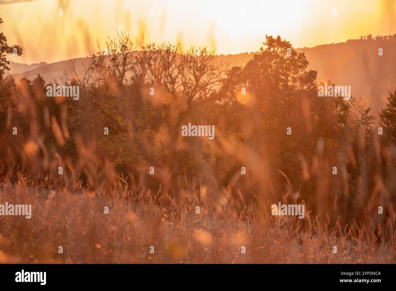 Sunset landscape plants golden hour hi-res stock photography and images ...