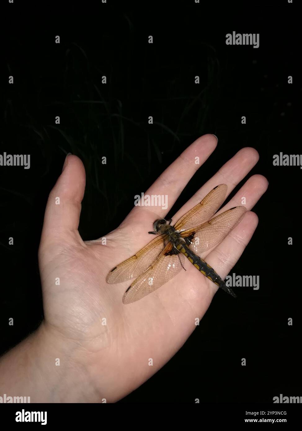 Eurasian Baskettail (Epitheca bimaculata Stock Photo - Alamy