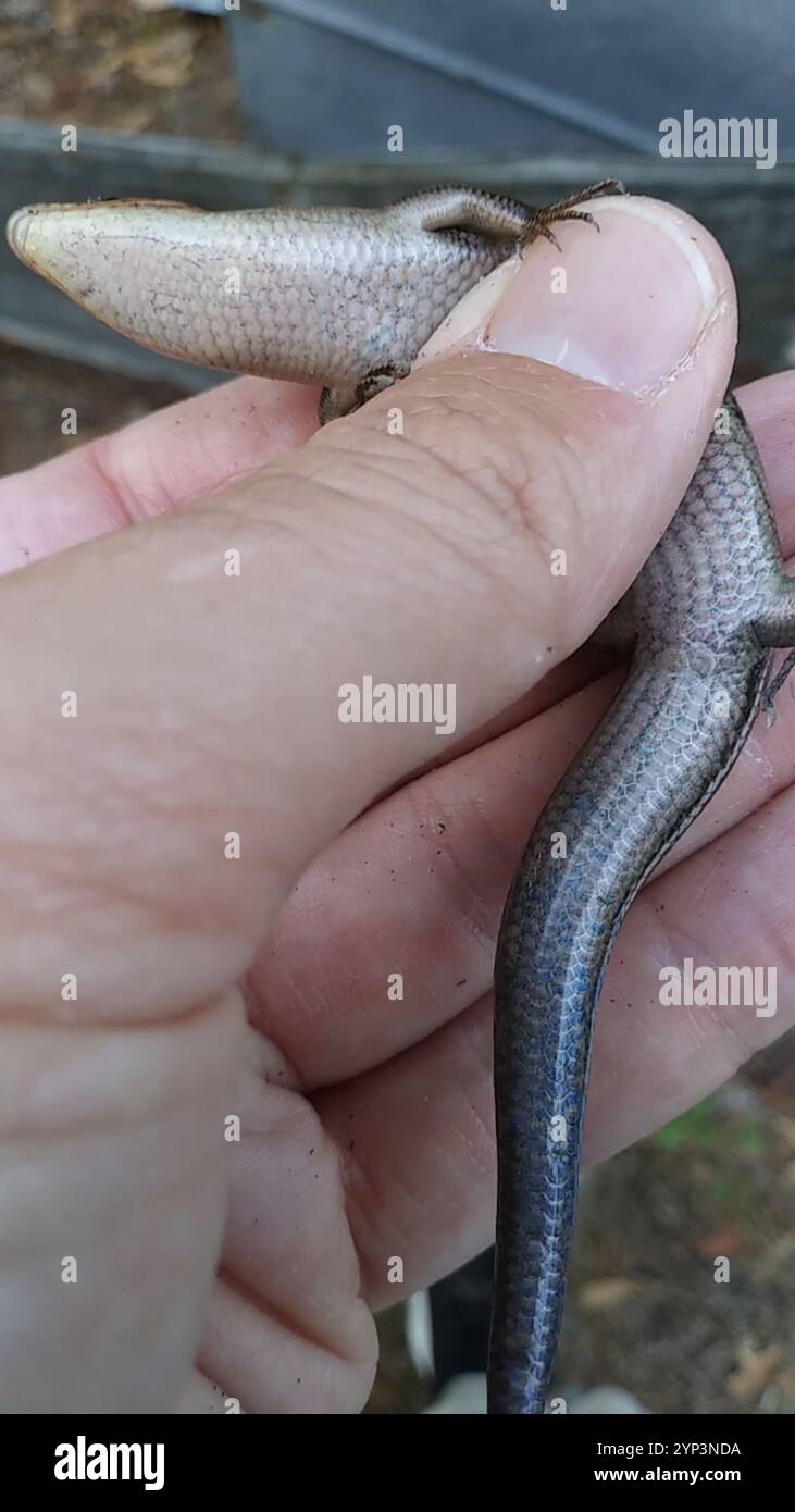 Southeastern Five-lined Skink (Plestiodon inexpectatus Stock Photo - Alamy