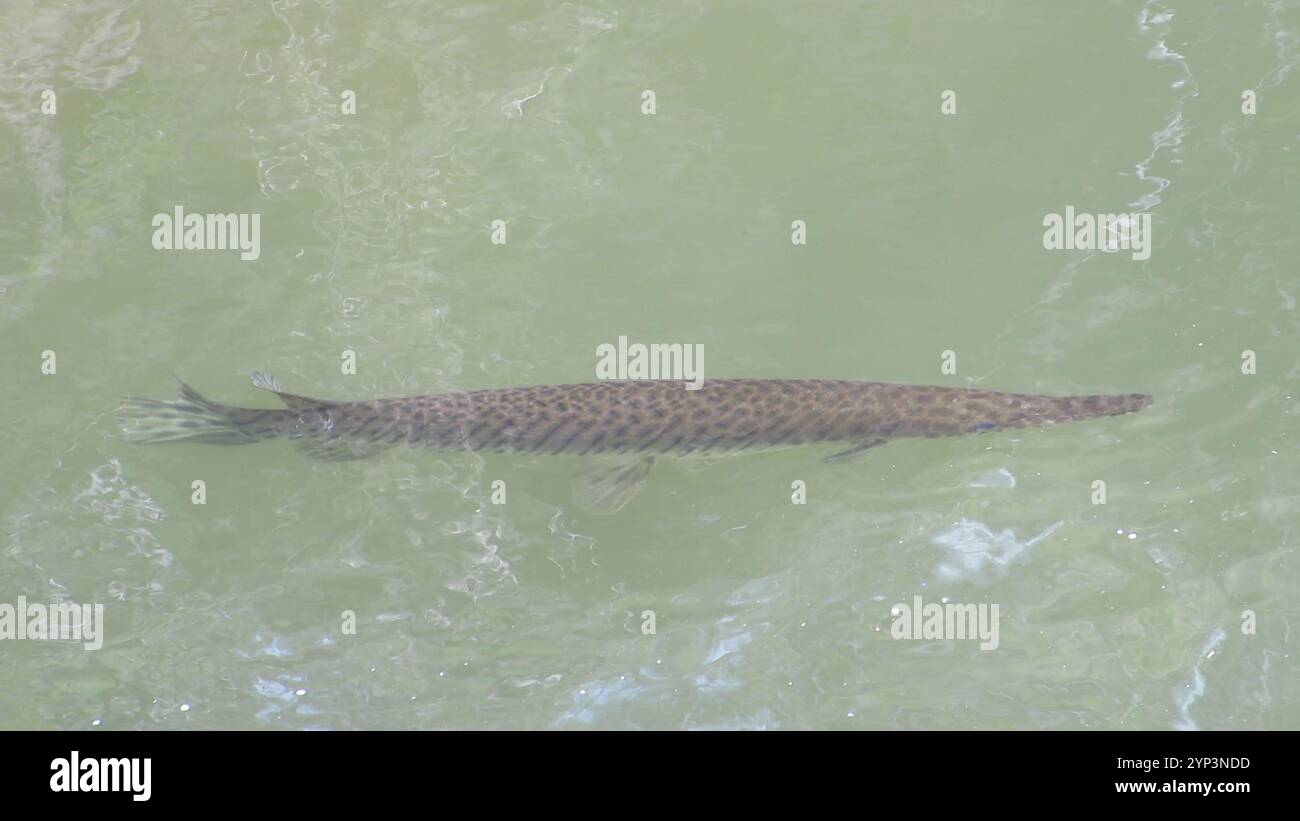 Florida Gar (Lepisosteus platyrhincus Stock Photo - Alamy