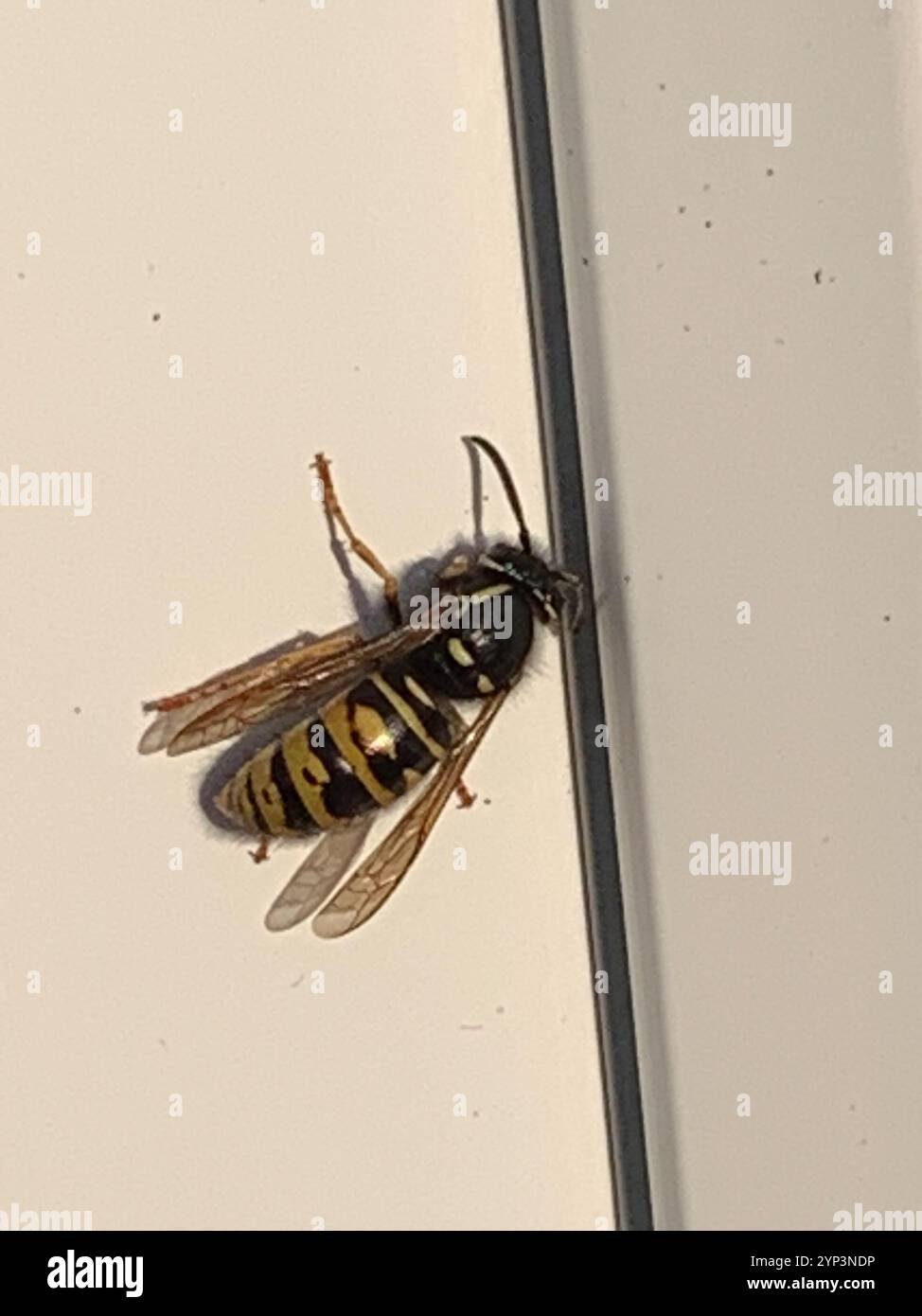 Red-banded Yellowjacket (Vespula rufa Stock Photo - Alamy