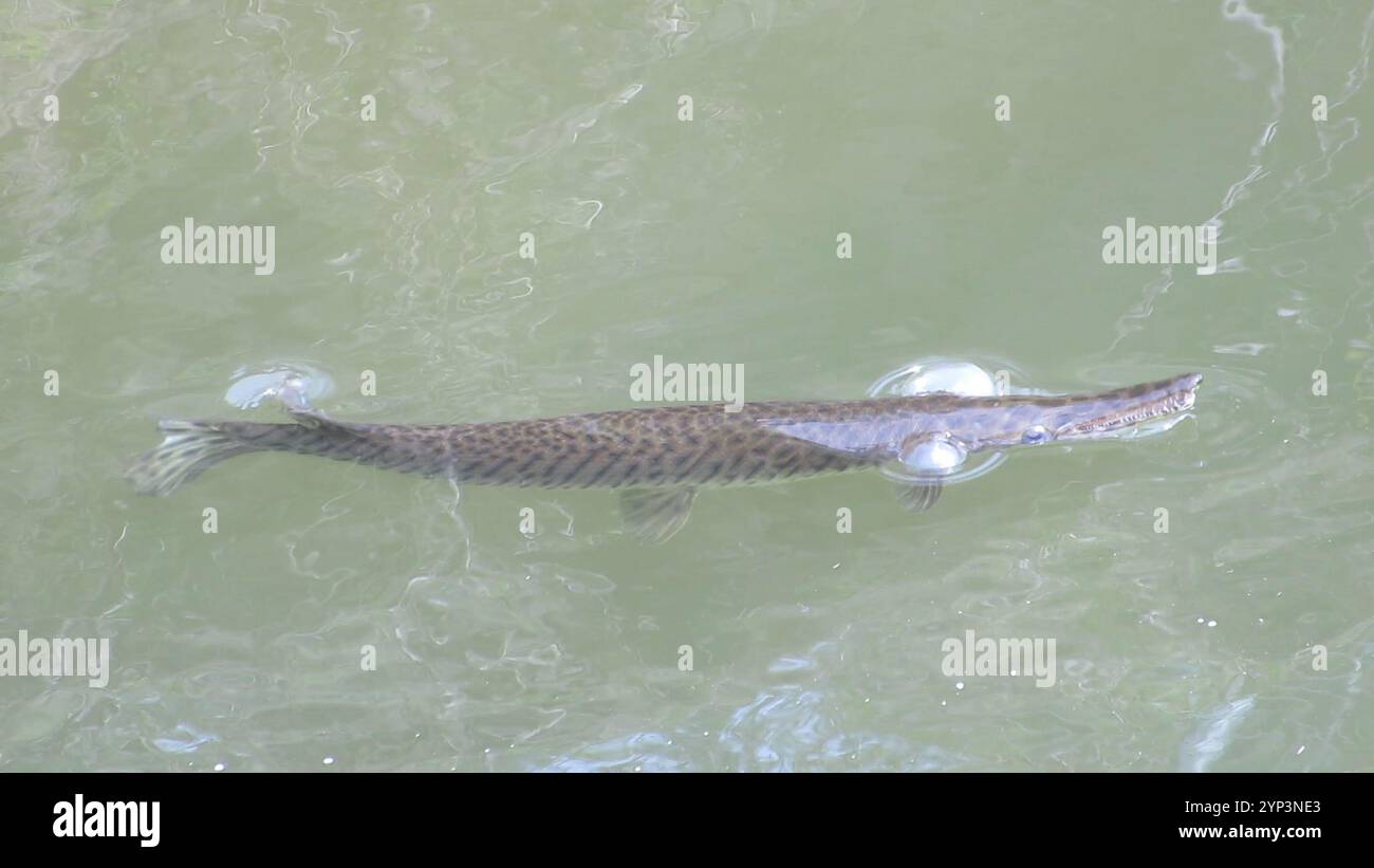 Florida Gar (Lepisosteus platyrhincus Stock Photo - Alamy