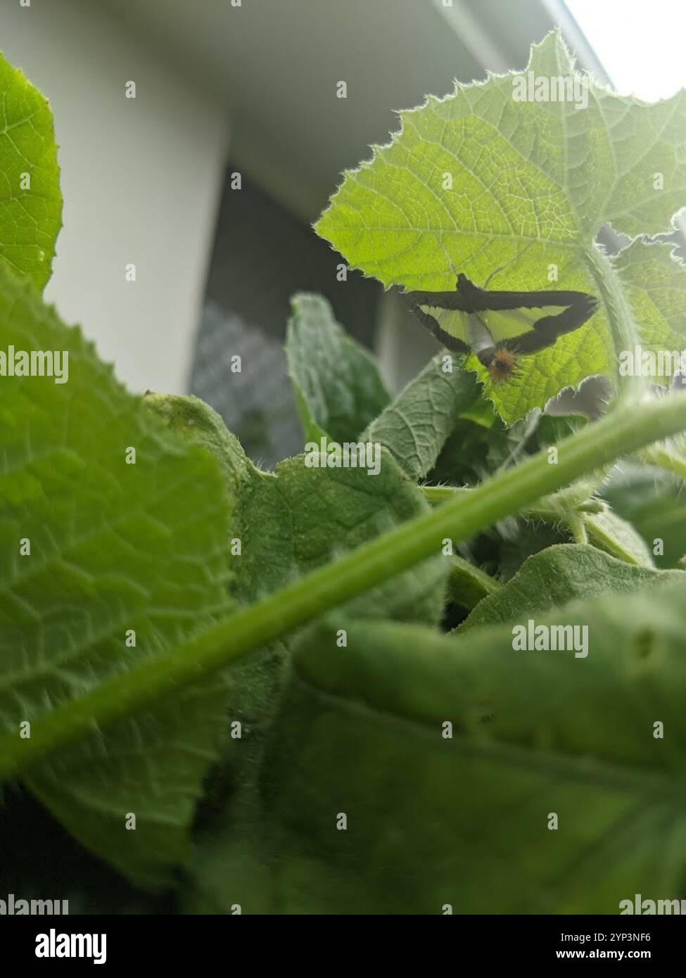 Cucumber Moth (Diaphania indica Stock Photo - Alamy