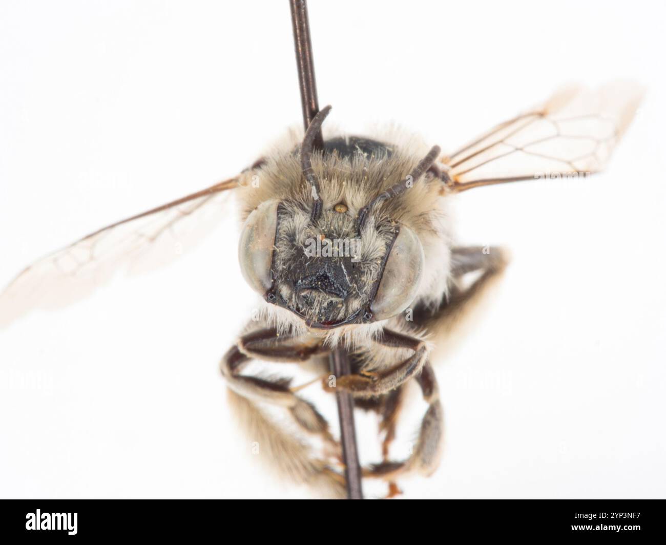 Anthophora urbana hi-res stock photography and images - Alamy