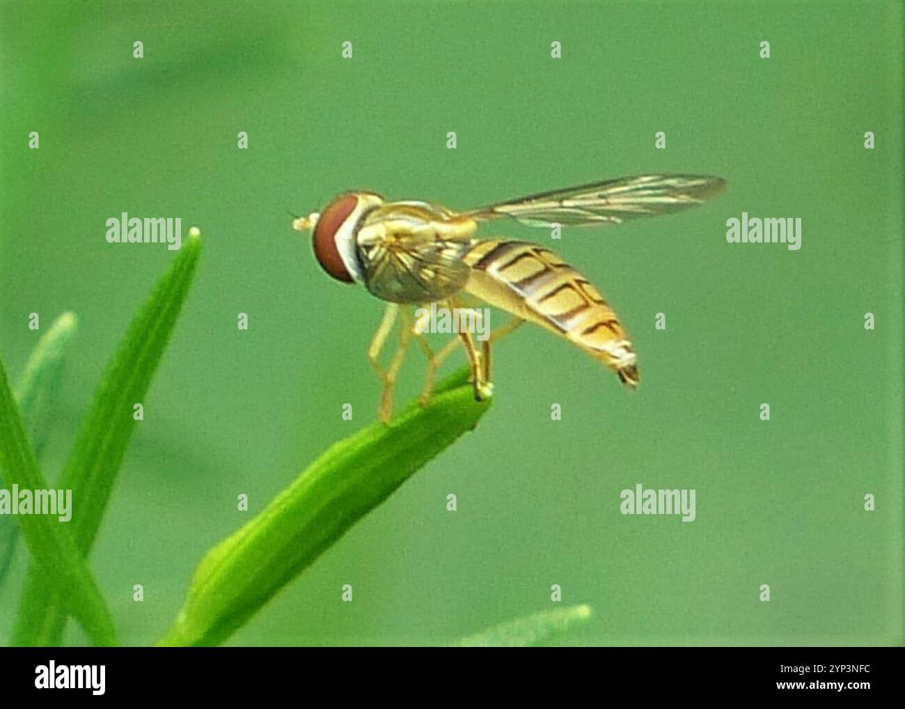 Maize calligrapher hi-res stock photography and images - Alamy