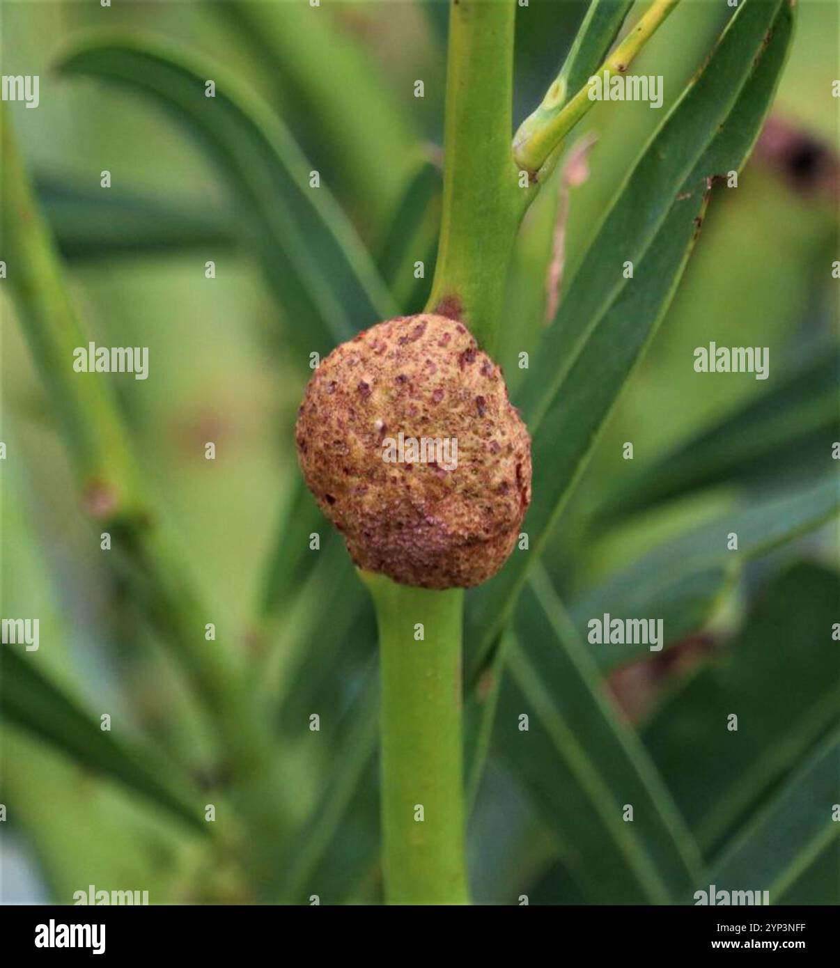 Port Jackson Gall Rust (Uromycladium morrisii Stock Photo - Alamy