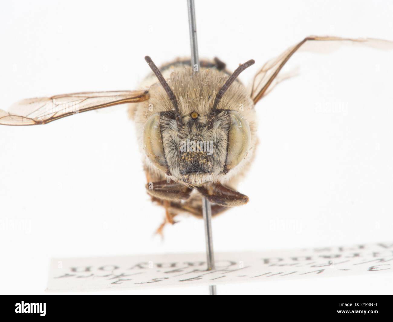 Anthophora urbana hi-res stock photography and images - Alamy