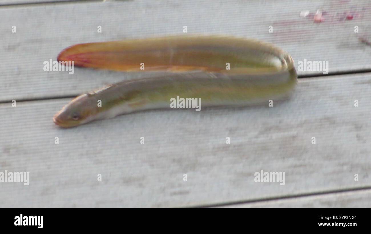 American Eel (Anguilla rostrata Stock Photo - Alamy