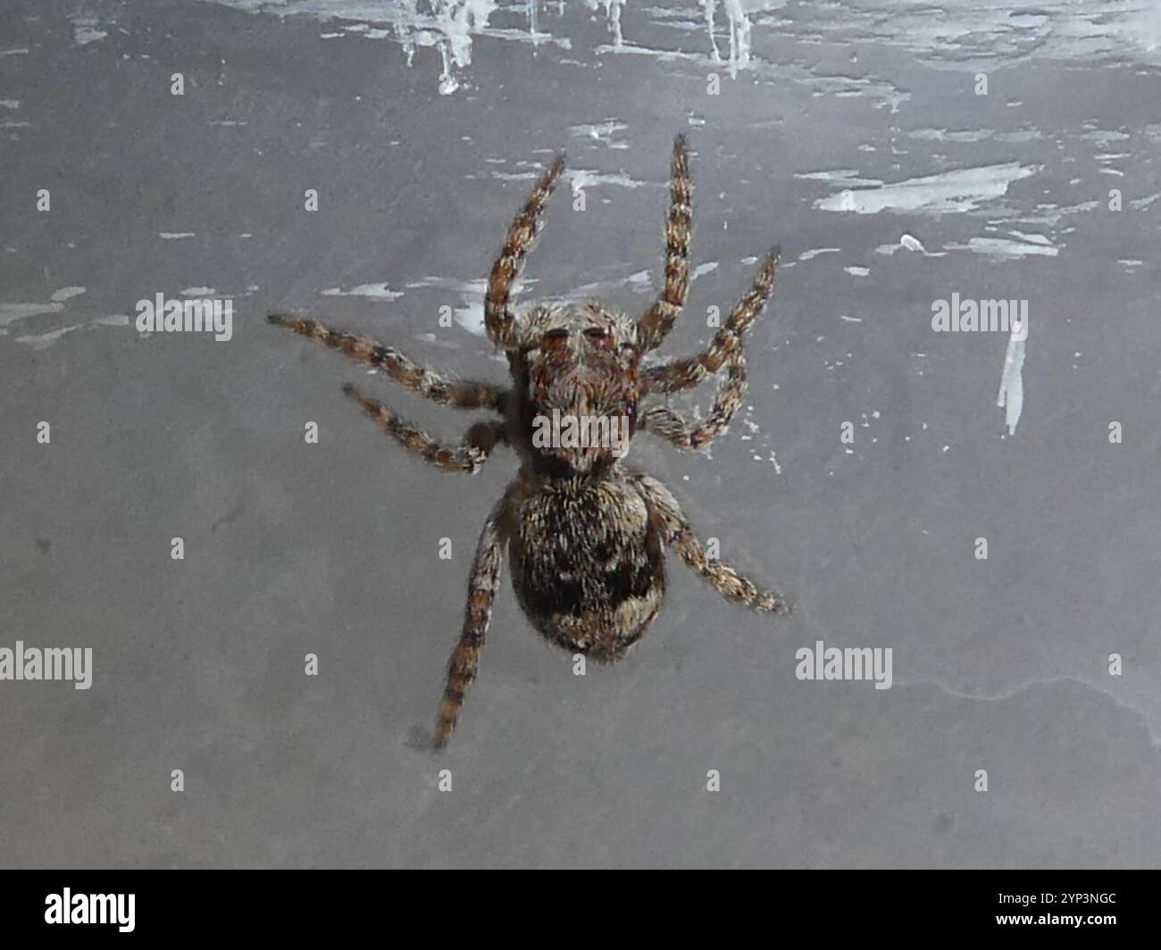 Asiatic Wall Jumping Spider (Attulus fasciger Stock Photo - Alamy