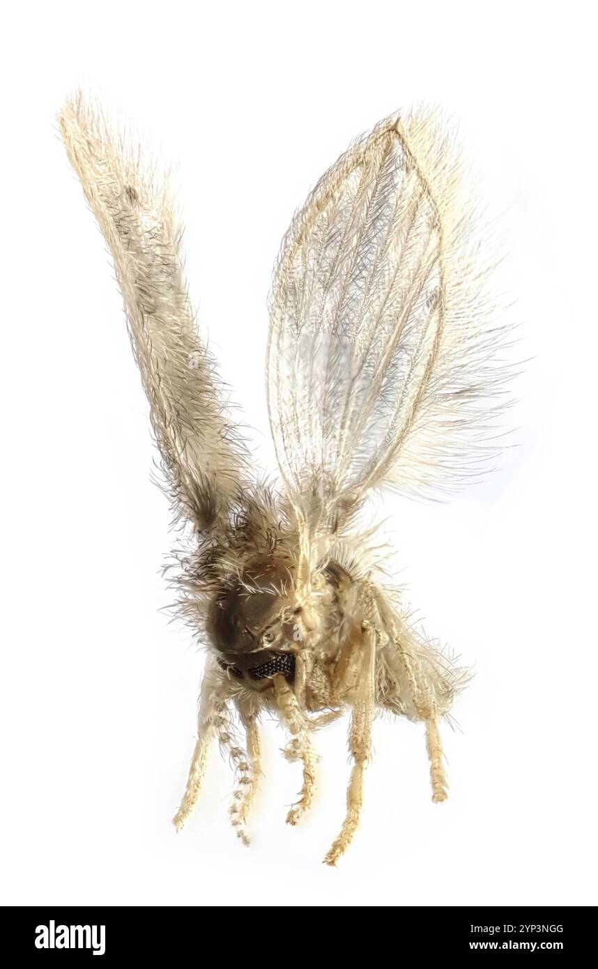 Psychoda alternata hi-res stock photography and images - Alamy