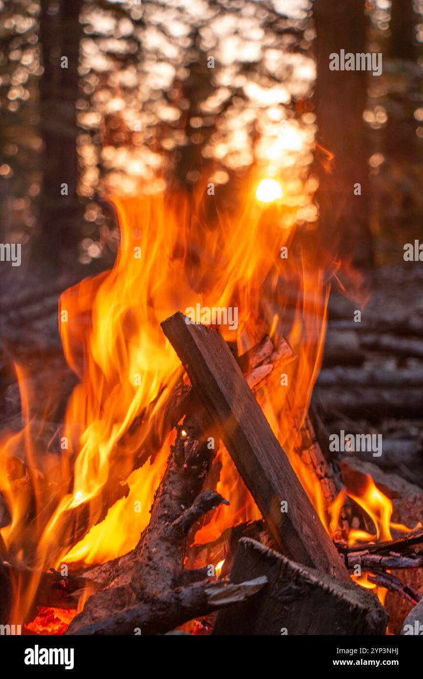 Campfire in the woods while sunset Stock Photo - Alamy