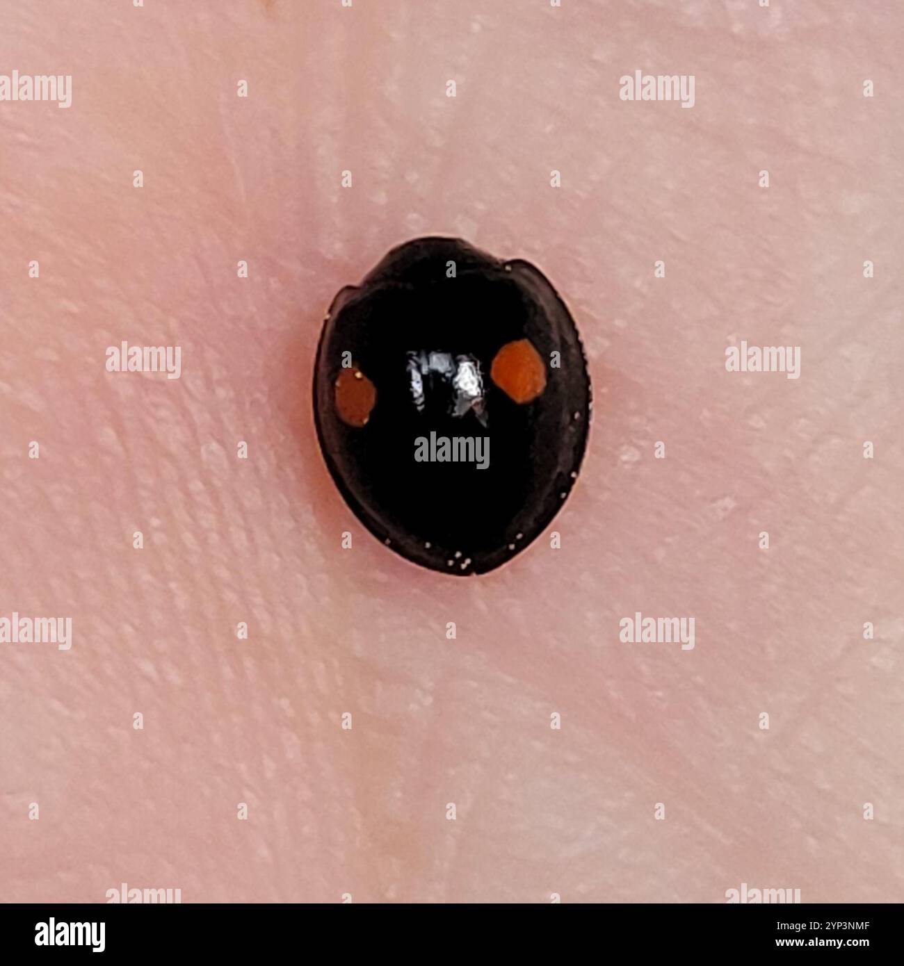 Twice-stabbed Lady Beetle (Chilocorus stigma Stock Photo - Alamy