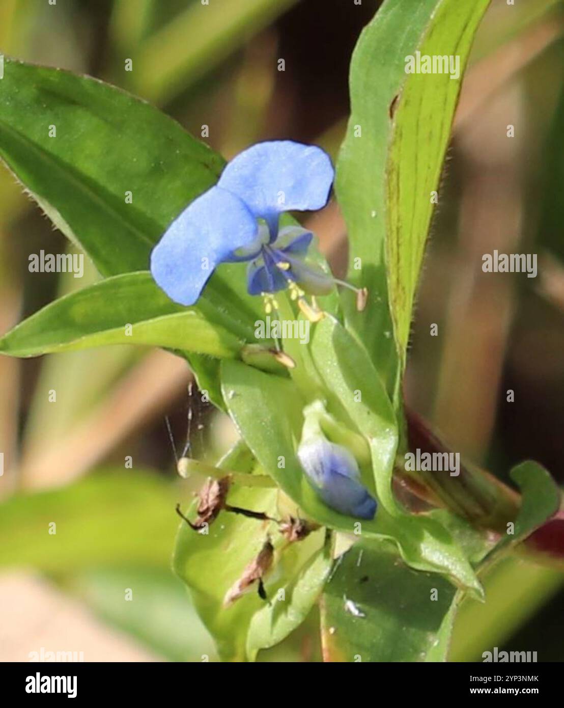 Annual Blue Dayflower (Commelina eckloniana Stock Photo - Alamy