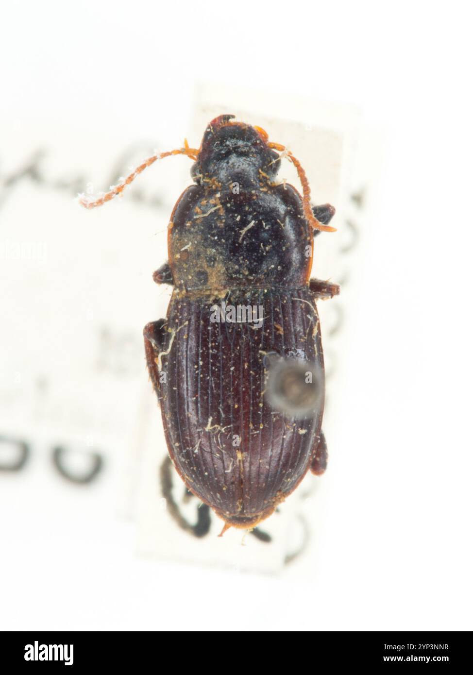 Harpalus hi-res stock photography and images - Alamy