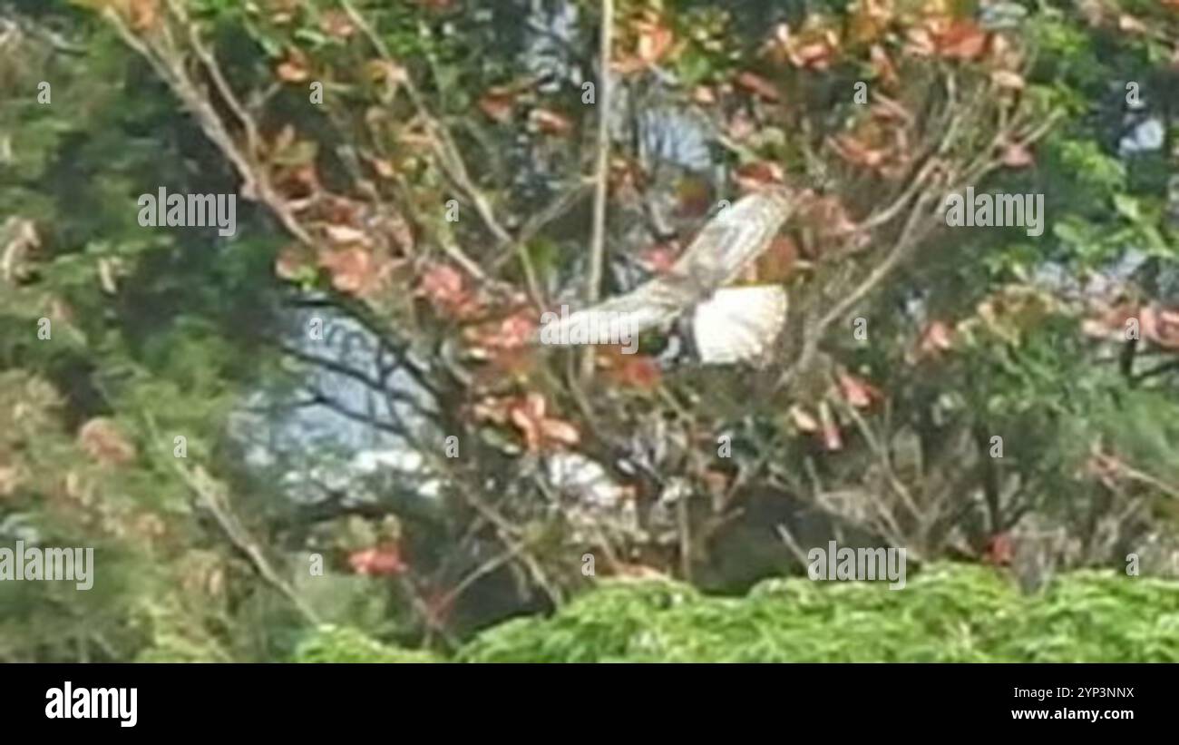 Eastern Marsh Harrier (Circus spilonotus Stock Photo - Alamy