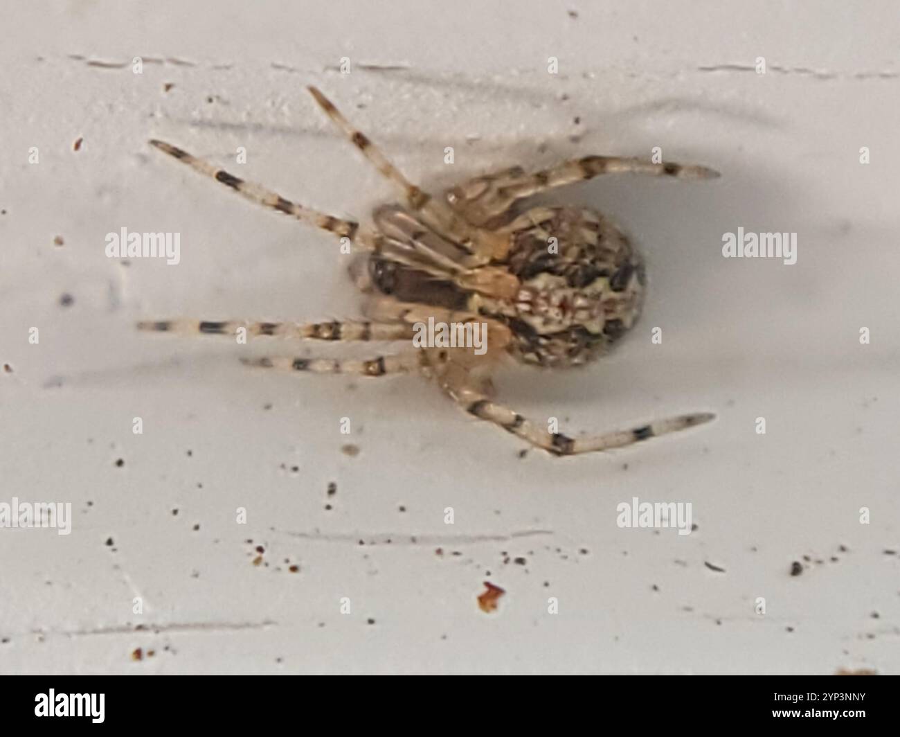 Typical Cobweb Spiders (Theridion Stock Photo - Alamy