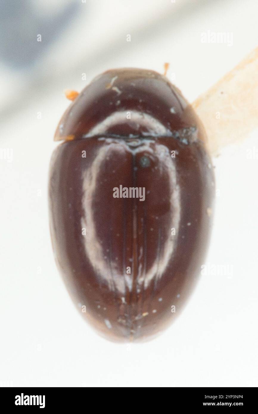 Water, Rove, Scarab, Long-horned, Leaf, and Snout Beetles (Polyphaga ...