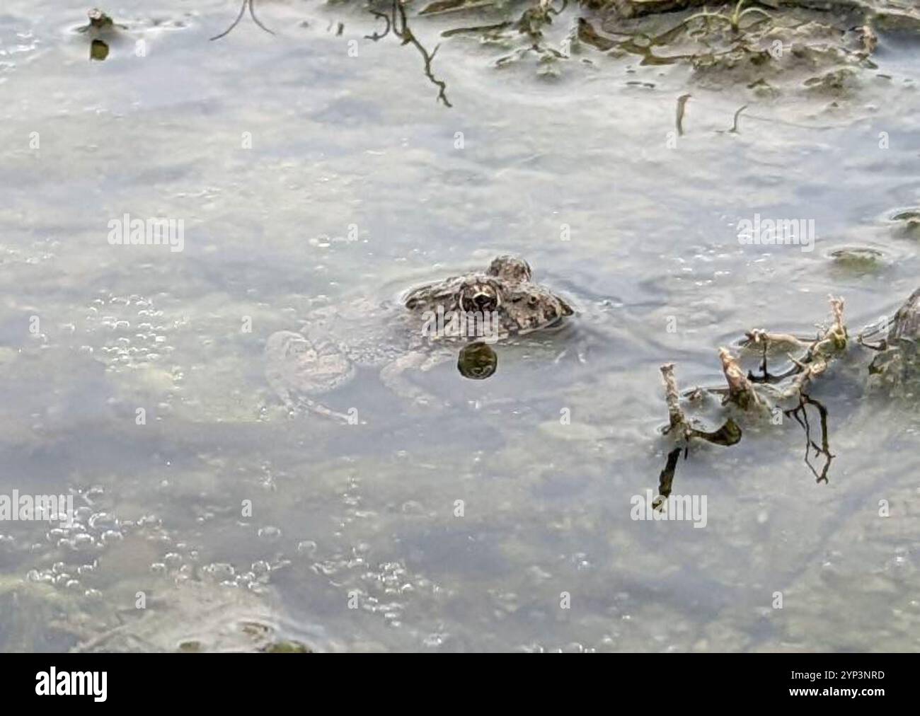 Paddy Field Frog (Fejervarya limnocharis Stock Photo - Alamy