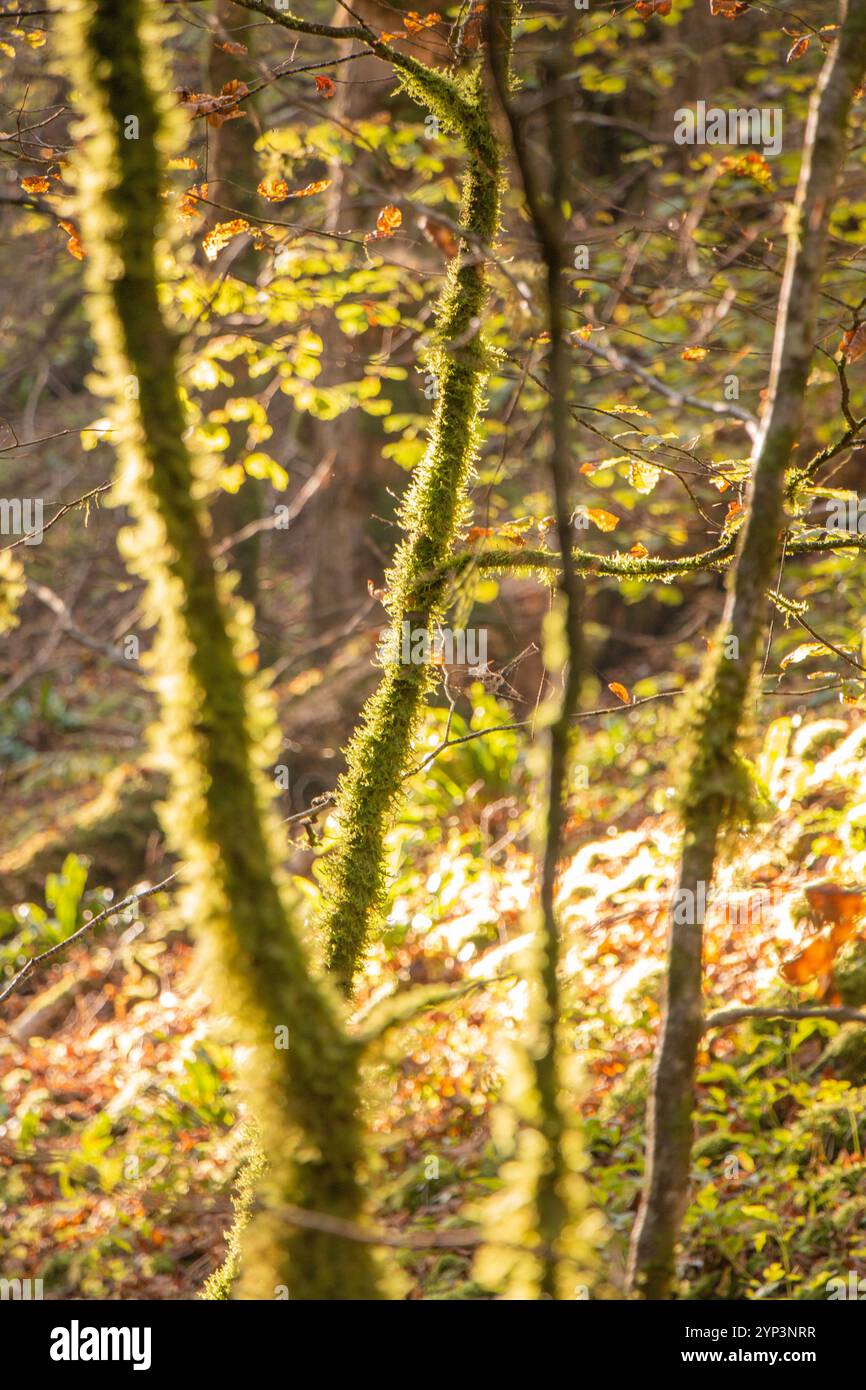 Beautiful fall day in a forest Stock Photo - Alamy