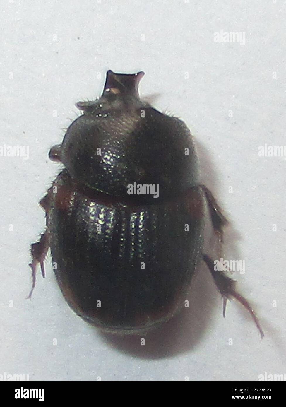 Onthophagus hi-res stock photography and images - Alamy