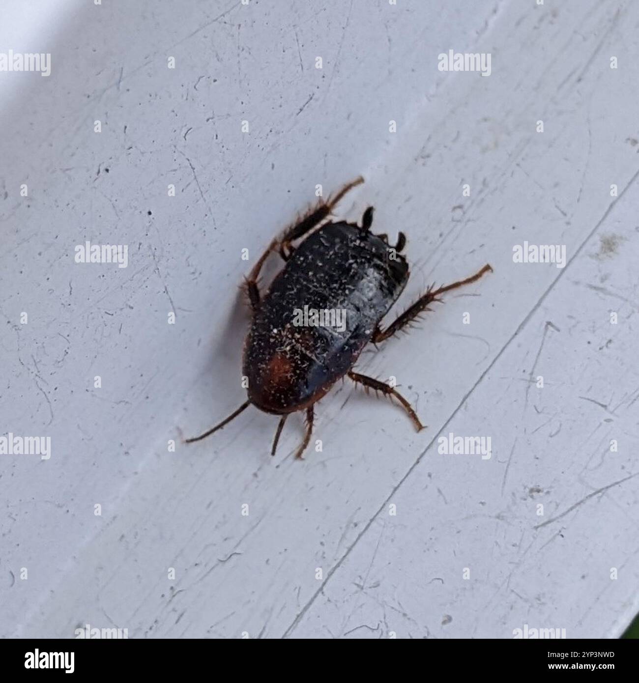 Cockroaches and Termites (Blattodea Stock Photo - Alamy