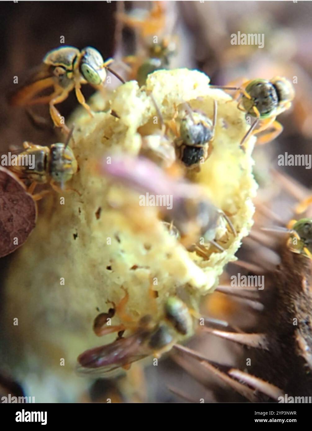 Narrow Stingless Bee (Tetragonisca angustula Stock Photo - Alamy