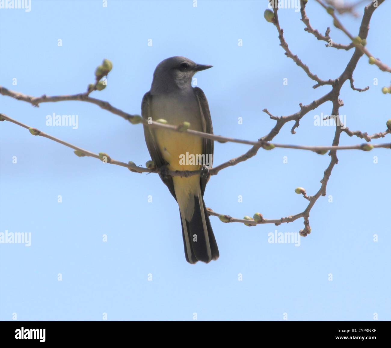 Western Kingbird (Tyrannus verticalis Stock Photo - Alamy