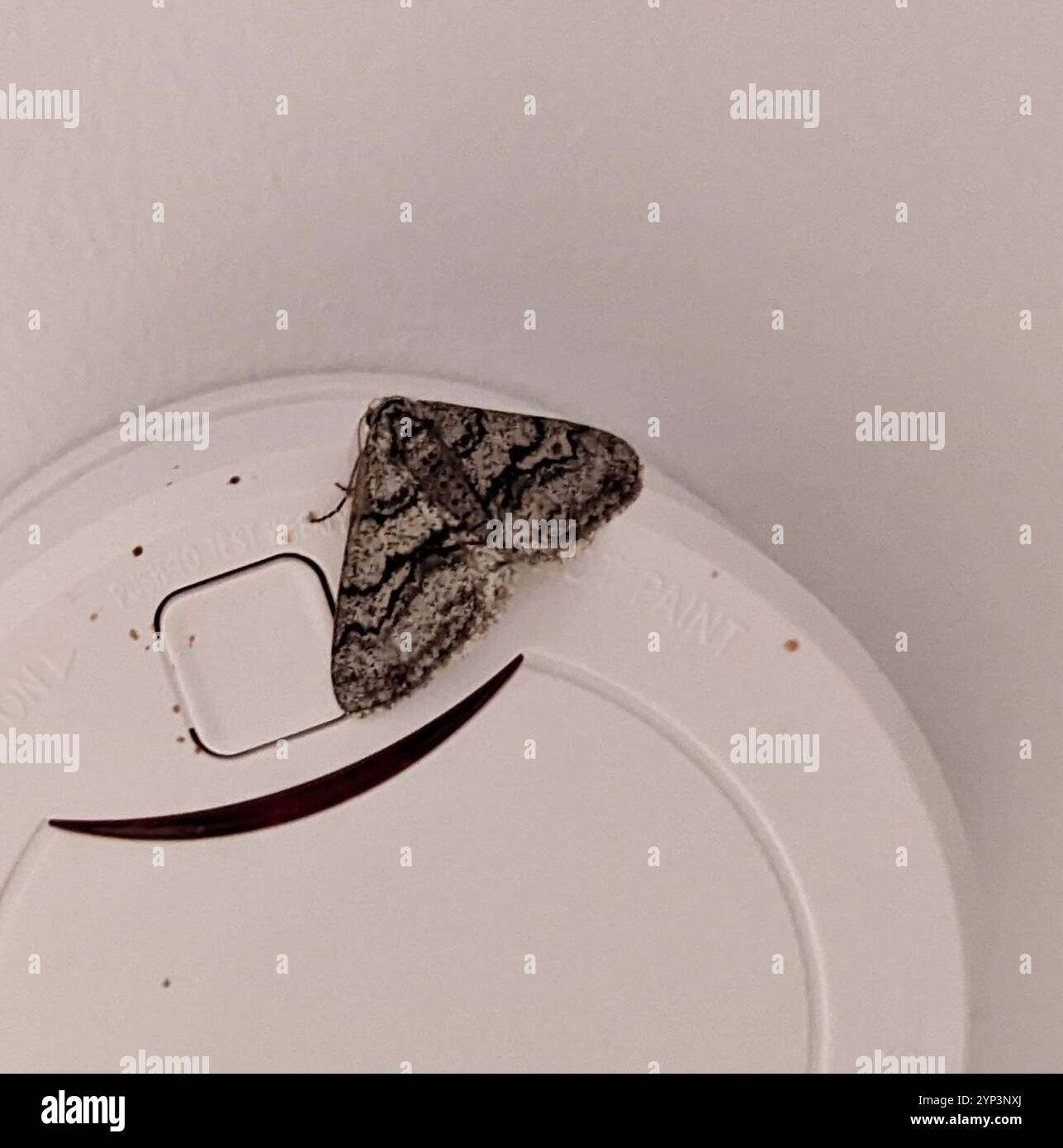 Half-wing Moth (Phigalia titea Stock Photo - Alamy