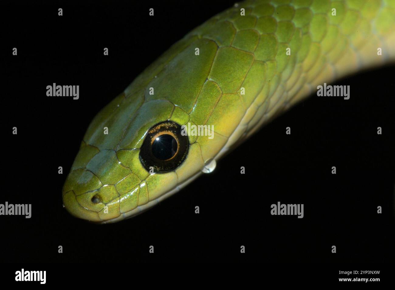 Green Water Snake (Philothamnus hoplogaster Stock Photo - Alamy