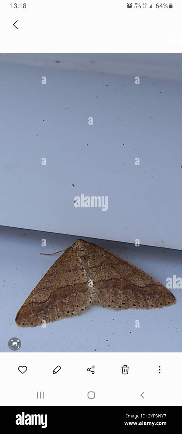 Dotted Border Moth (Agriopis marginaria Stock Photo - Alamy