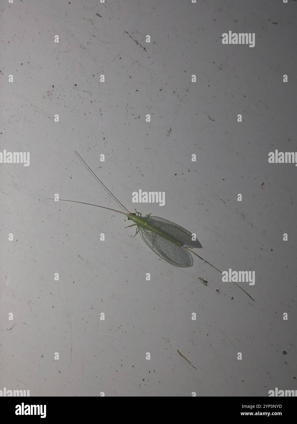 Mallada hi-res stock photography and images - Alamy