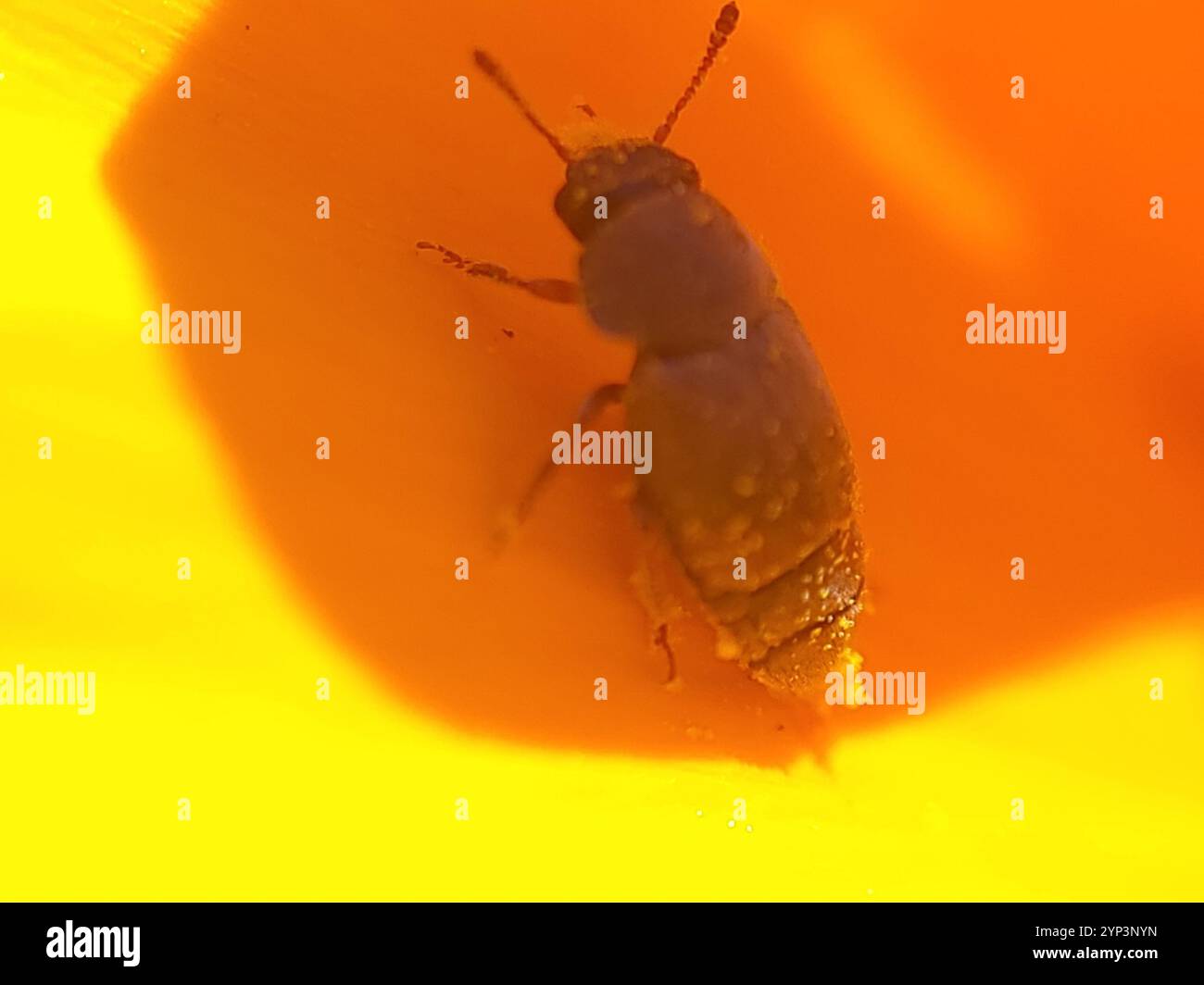 Short-winged Flower Beetles (Kateretidae Stock Photo - Alamy