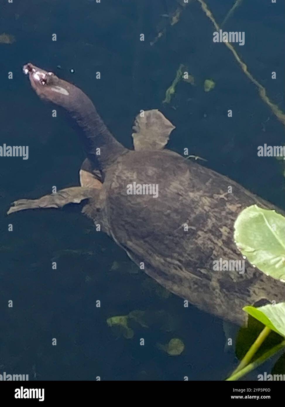Florida Softshell Turtle (Apalone ferox Stock Photo - Alamy