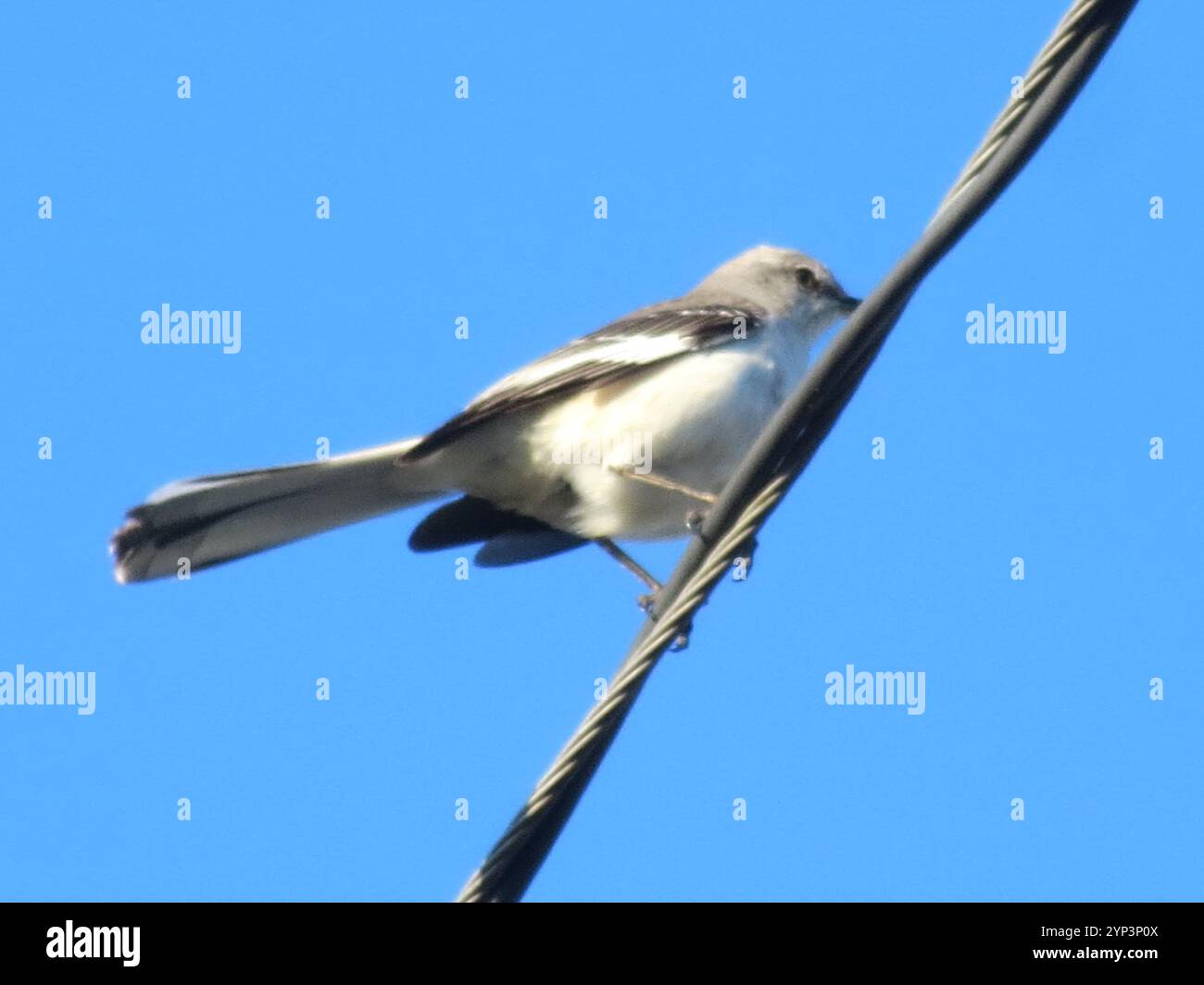 Northern Mockingbird (Mimus polyglottos Stock Photo - Alamy
