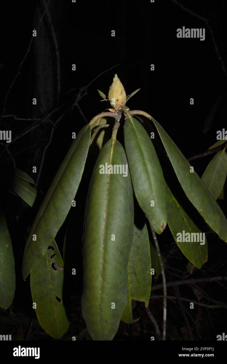 great rhododendron (Rhododendron maximum Stock Photo - Alamy