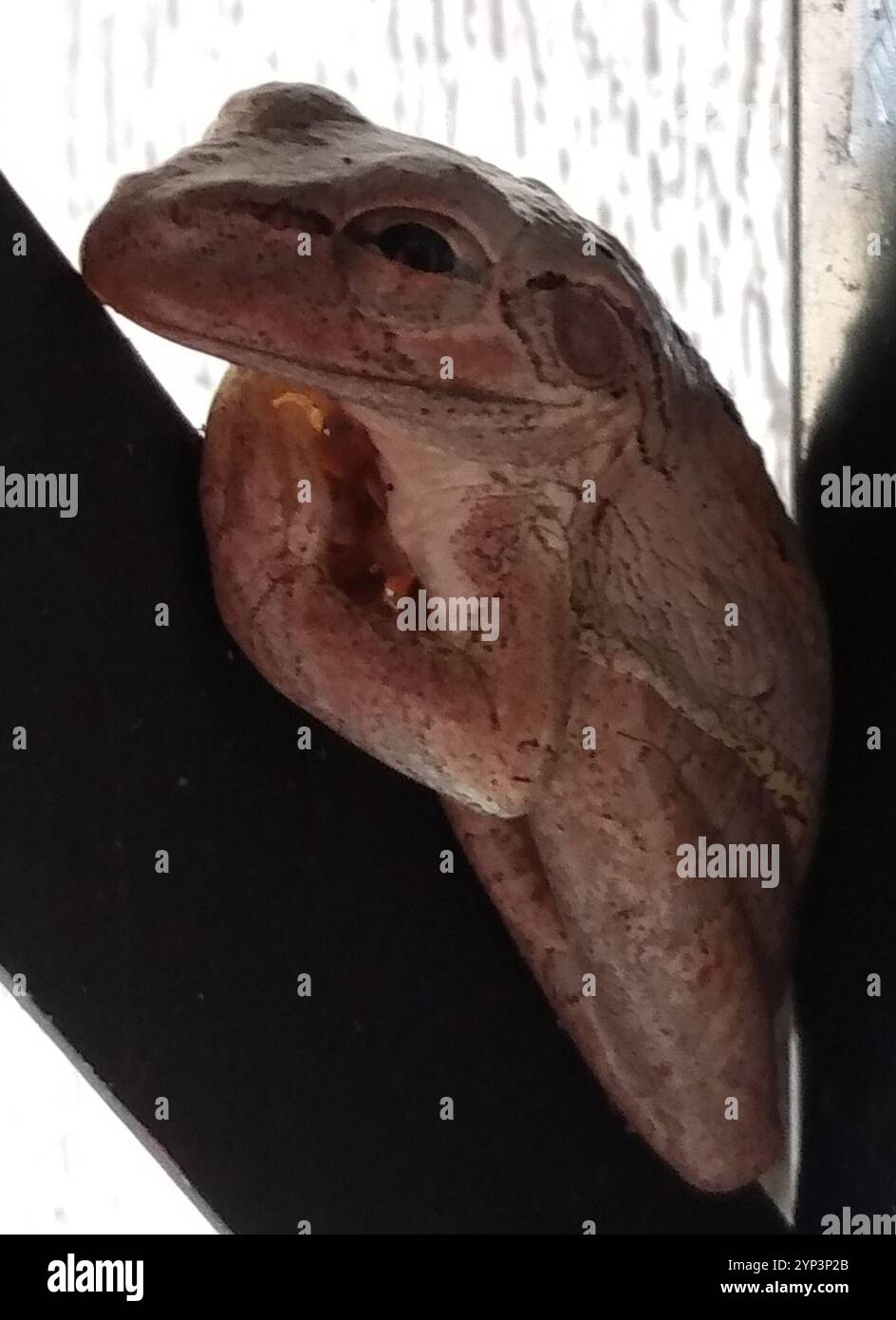 Cuban Tree Frog (Osteopilus septentrionalis Stock Photo - Alamy