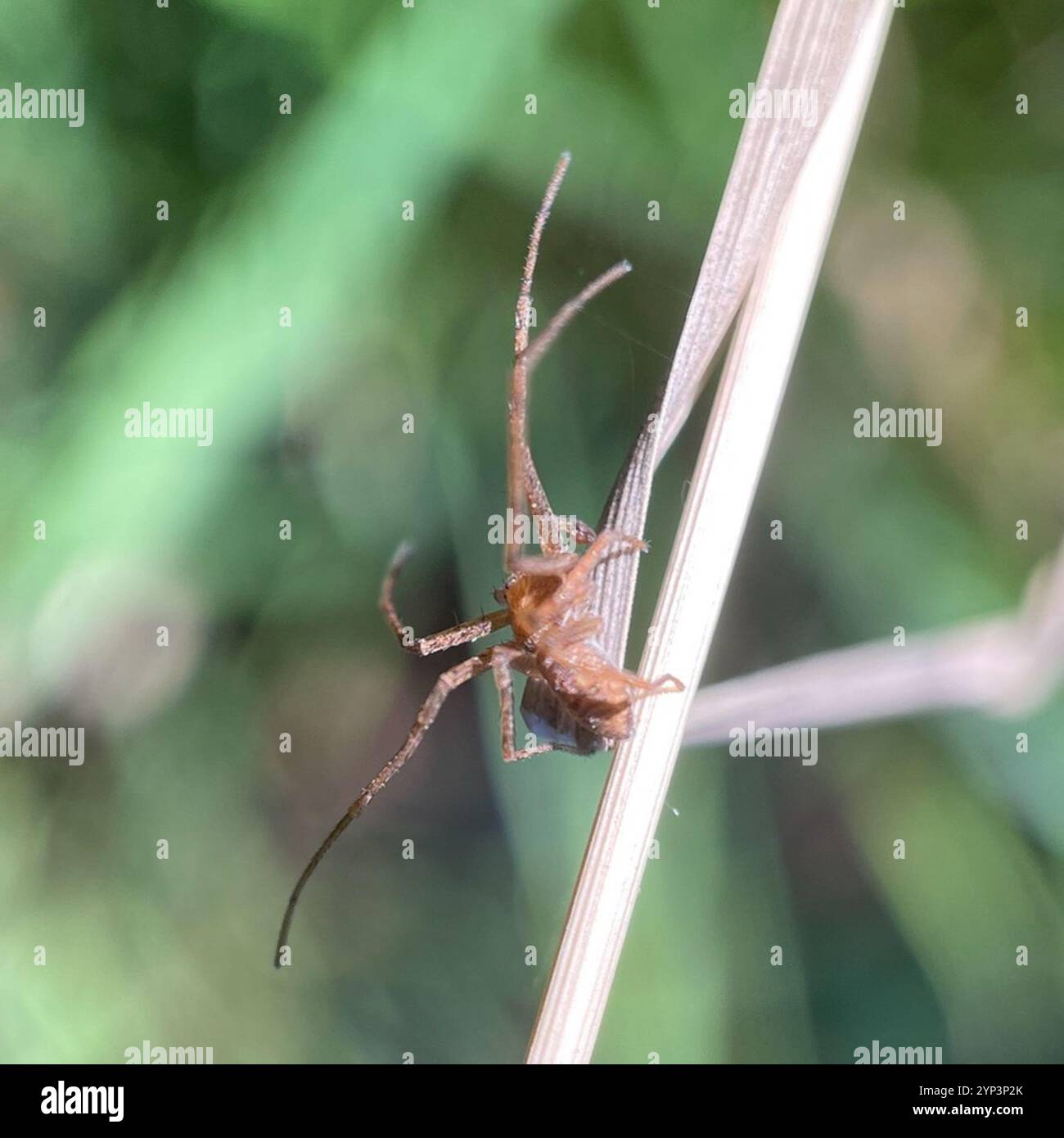 Running Crab Spiders (Philodromidae Stock Photo - Alamy