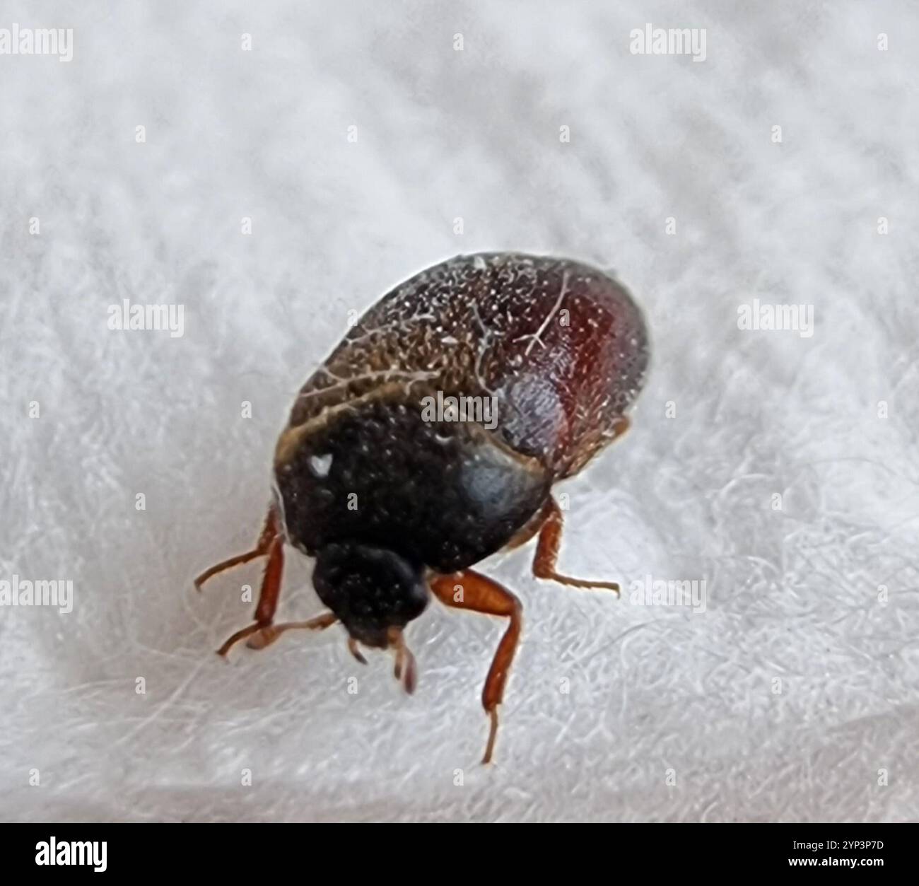 Attagenus hi-res stock photography and images - Alamy