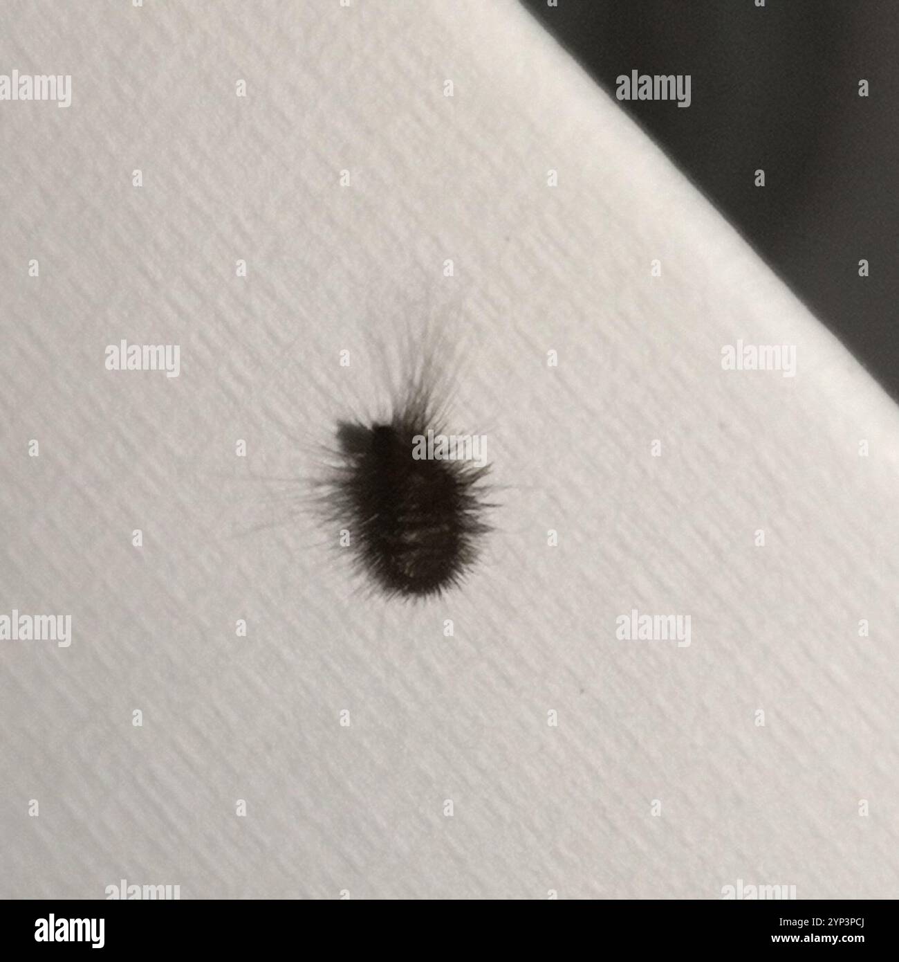 Skin Beetles (Dermestidae Stock Photo - Alamy