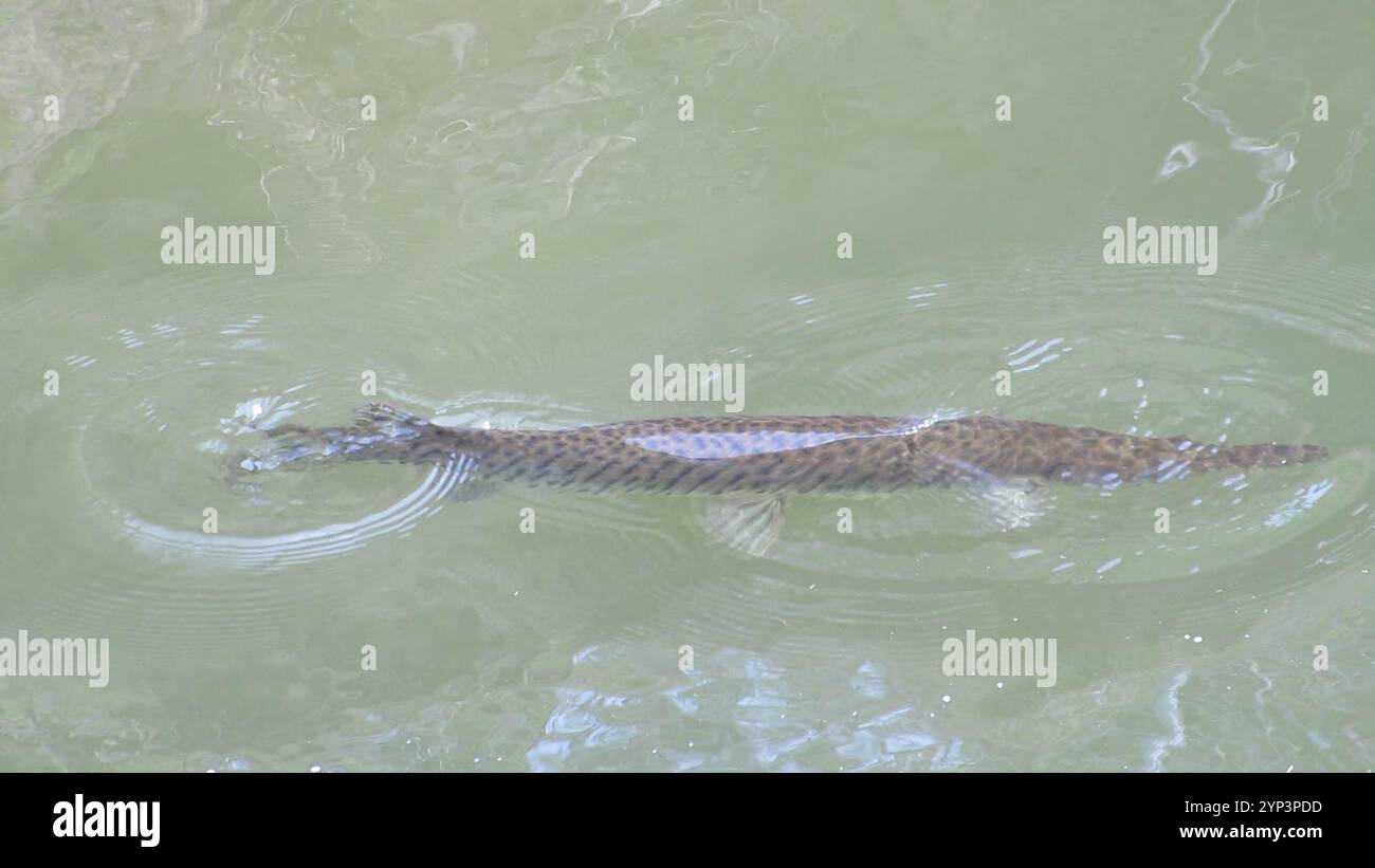Florida Gar (Lepisosteus platyrhincus Stock Photo - Alamy