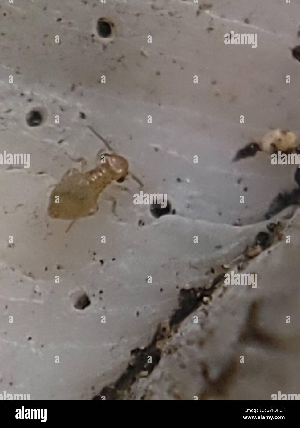 Barklice, Booklice, and Parasitic Lice (Psocodea Stock Photo - Alamy