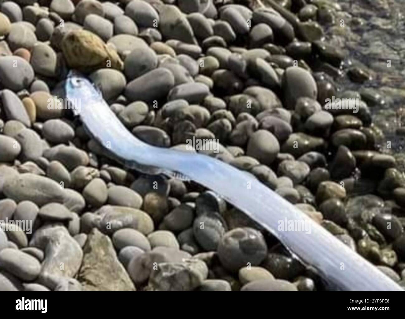 Benham's Streamerfish (Agrostichthys parkeri Stock Photo - Alamy