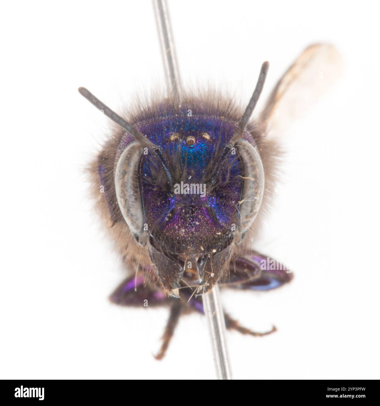 Currant Orchard Bee (Osmia ribifloris Stock Photo - Alamy