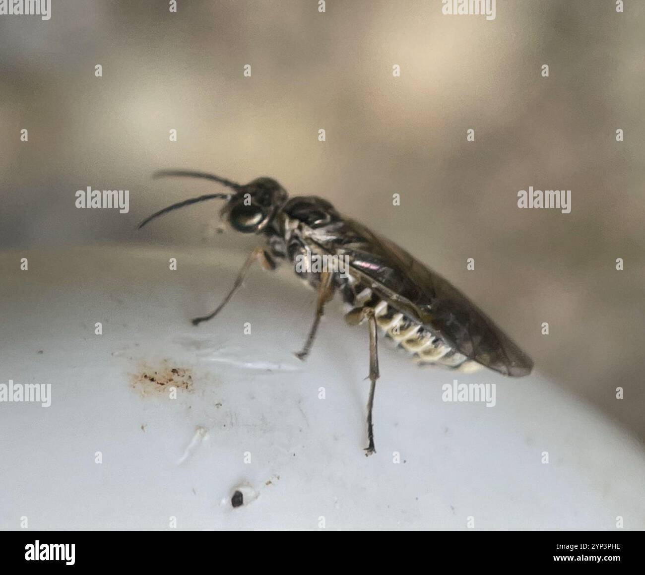 Sawflies, Horntails, and Wood Wasps (Symphyta Stock Photo - Alamy