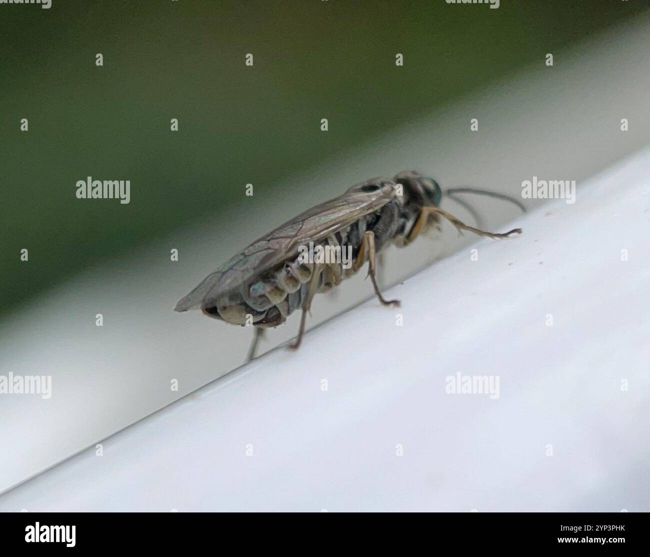 Sawflies, Horntails, and Wood Wasps (Symphyta Stock Photo - Alamy