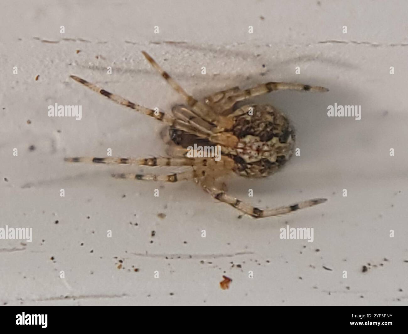 Typical Cobweb Spiders (Theridion Stock Photo - Alamy