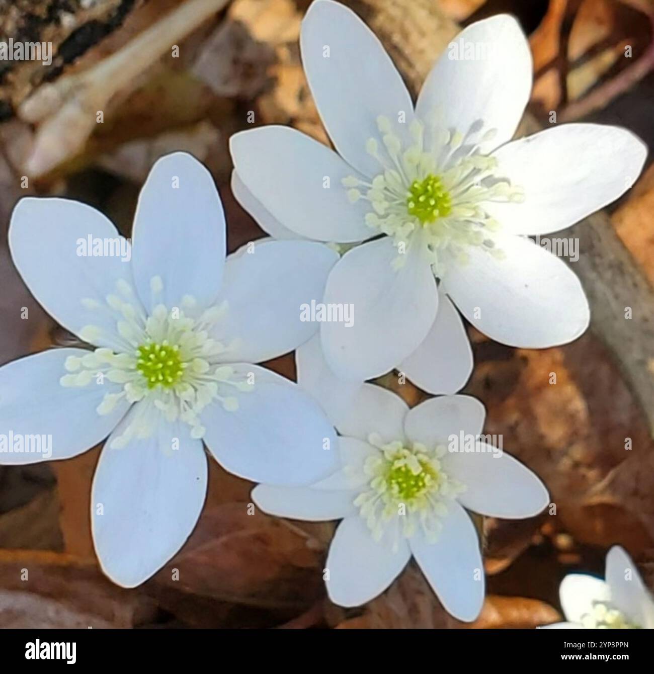 sharp-lobed hepatica (Hepatica acutiloba Stock Photo - Alamy