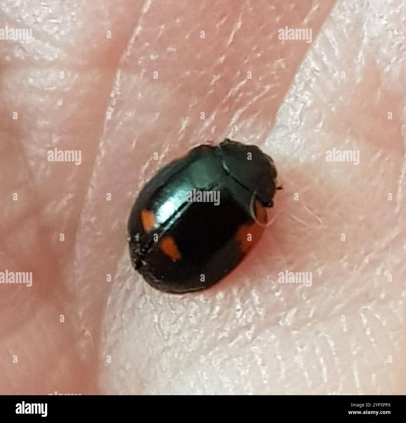 Two-spotted Lady Beetle (Adalia bipunctata Stock Photo - Alamy