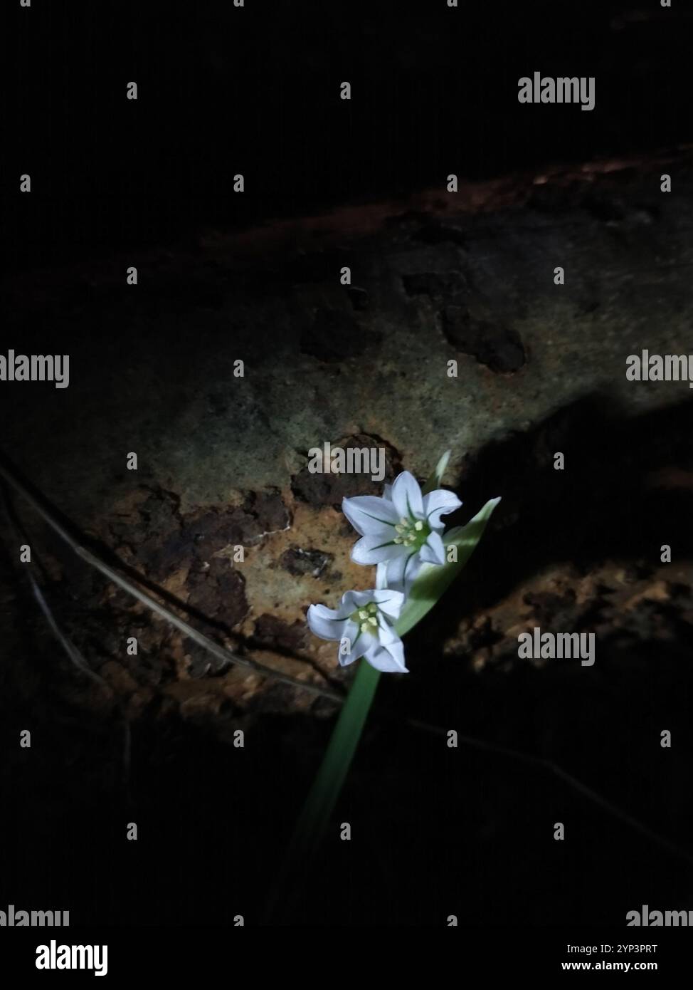 Three-cornered garlic (Allium triquetrum Stock Photo - Alamy