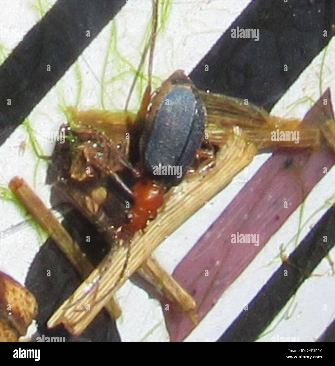 Bombardier Beetles (Brachinus Stock Photo - Alamy